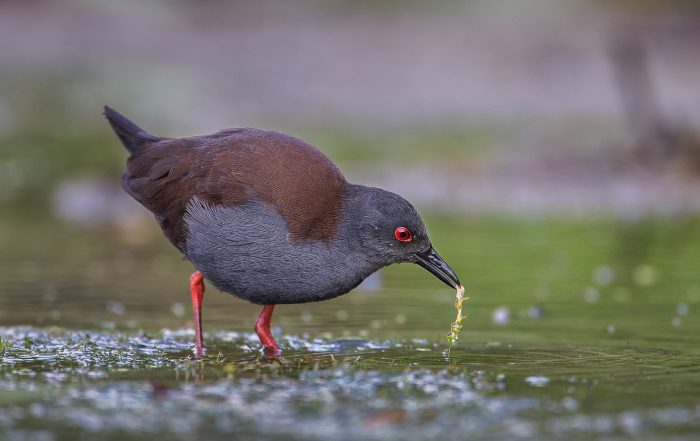 Trenna Packer Gallery – Nature Photography Society of NZ